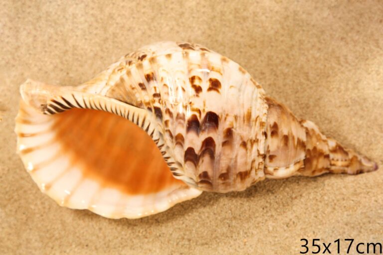 Školjka Tritonova truba, veća • Mladen i otac d.o.o.