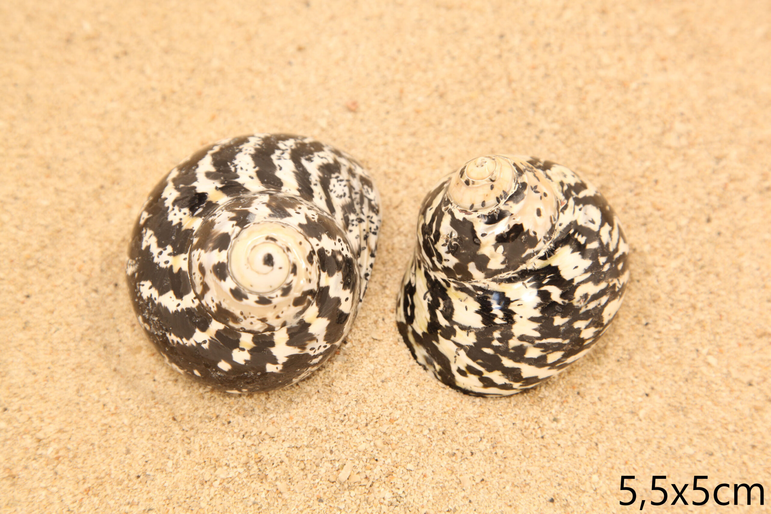 Polirani crno-bijeli puževi Turbo pica • Mladen i otac d.o.o.