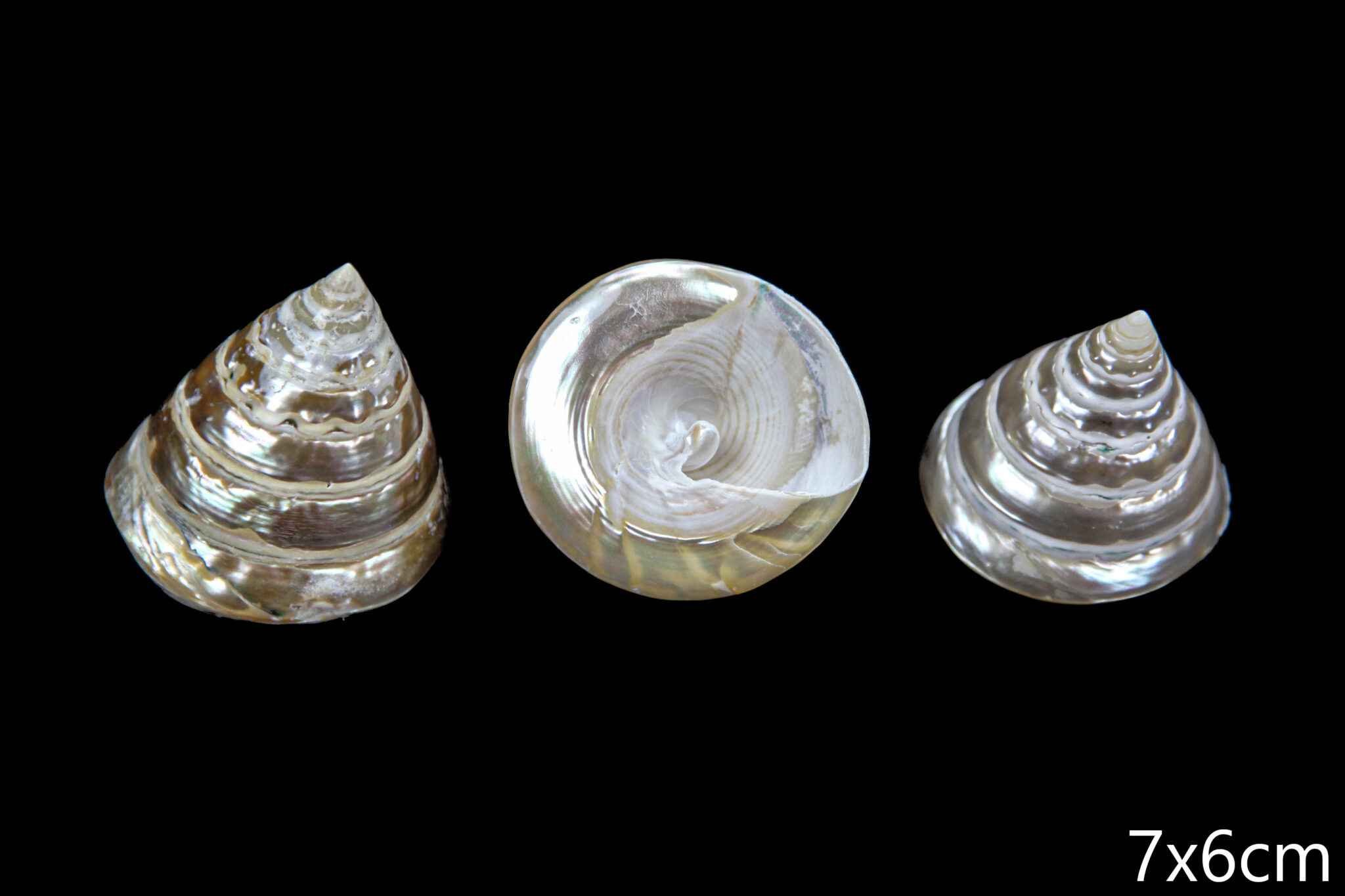 Biserna školjka piramida, Tectus pyramis