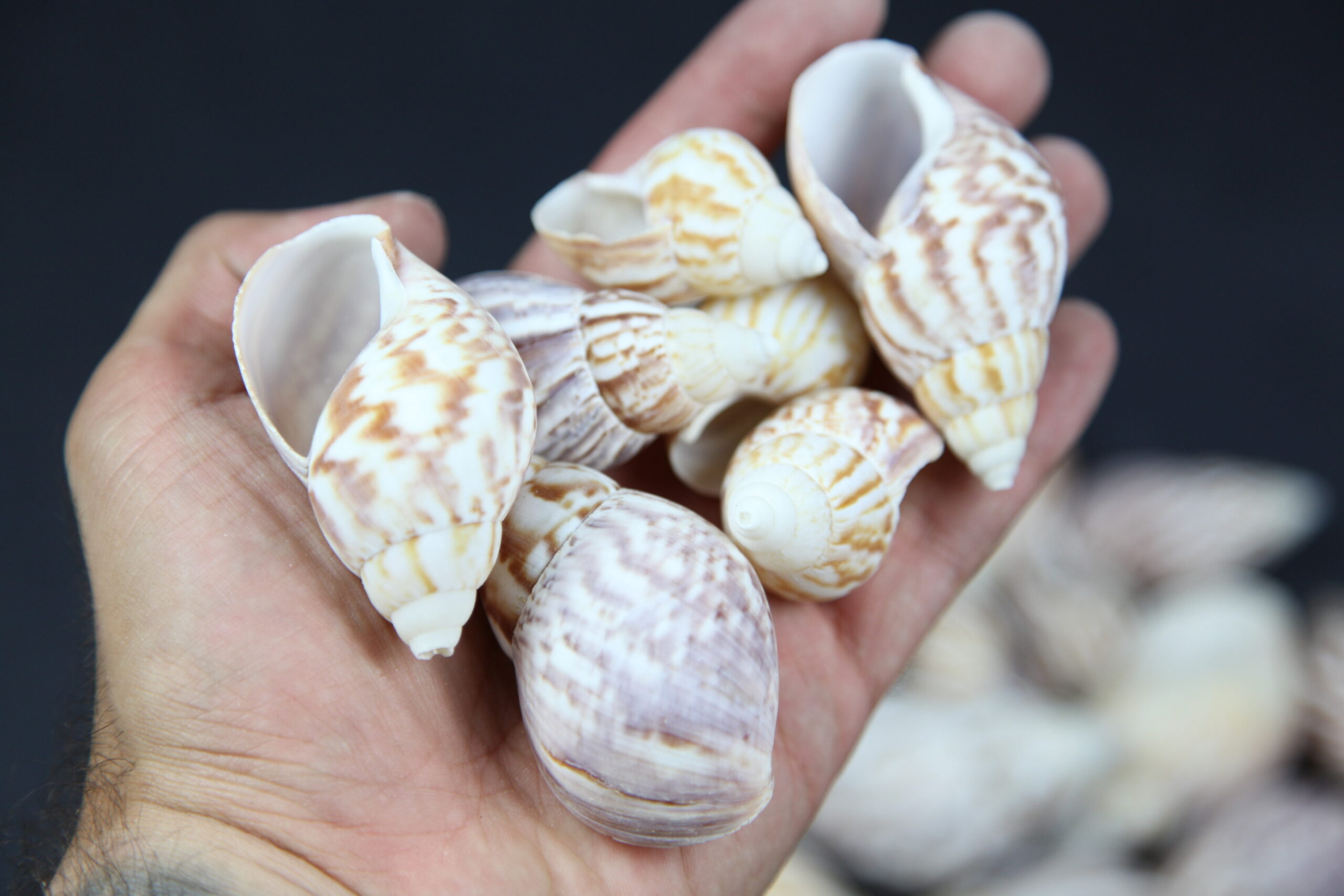 Kopneni puževi Fairy land snail