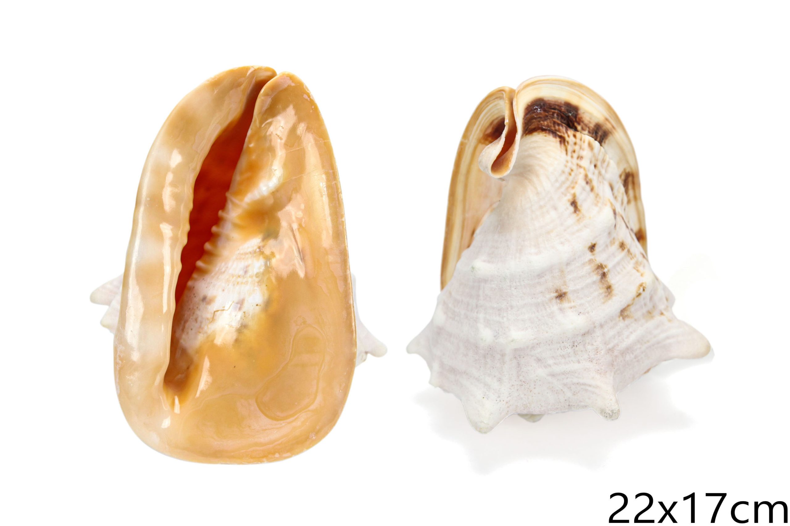 Muški rogati morski puž Cornuta 20-22cm